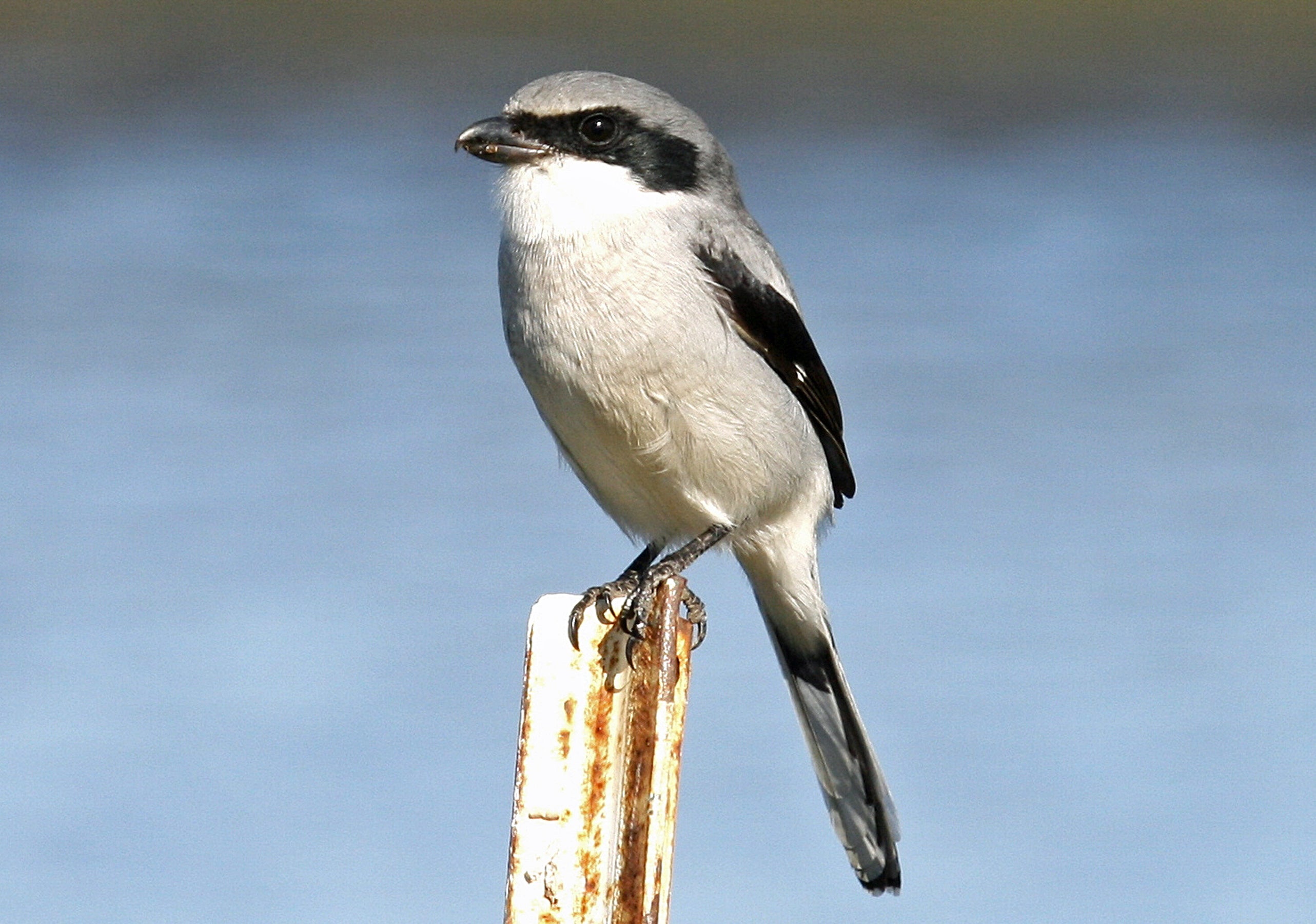 Loggerhead Shrike Bird